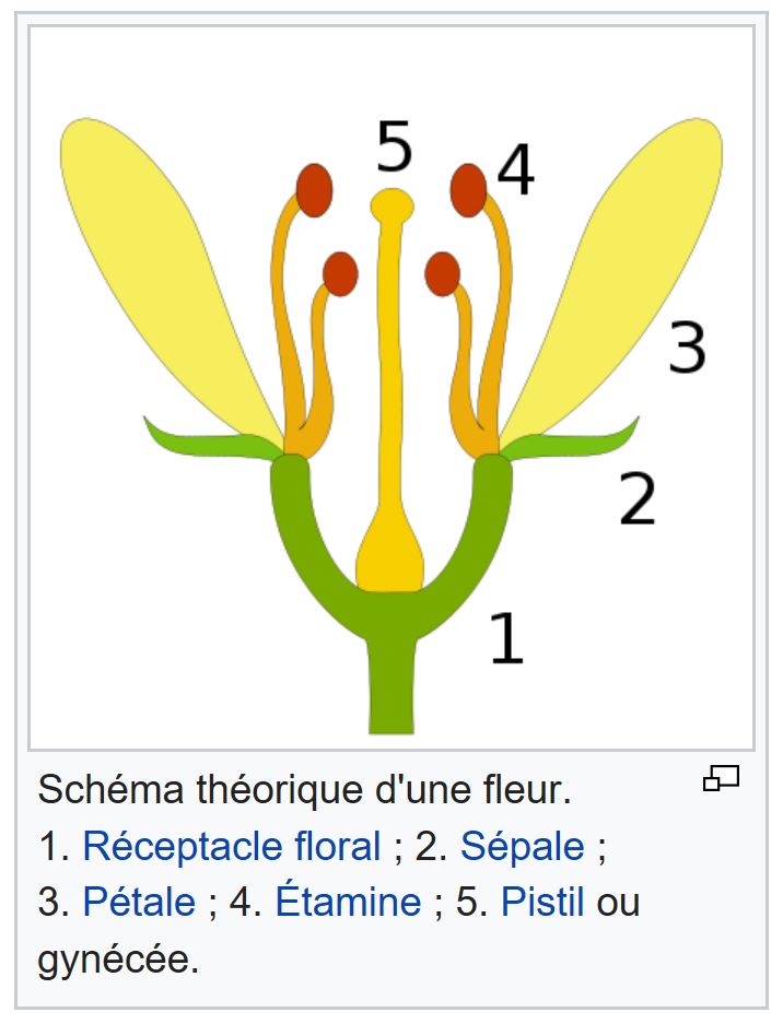 Pollinisation – Abiho Calanques